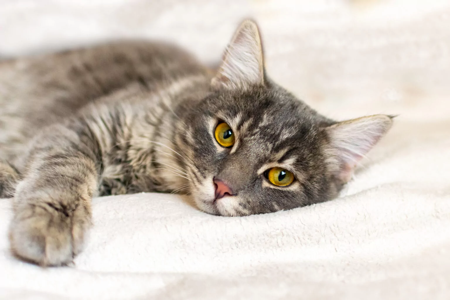 10 Signs of a Cat in Pain | Southcentral Veterinary Services