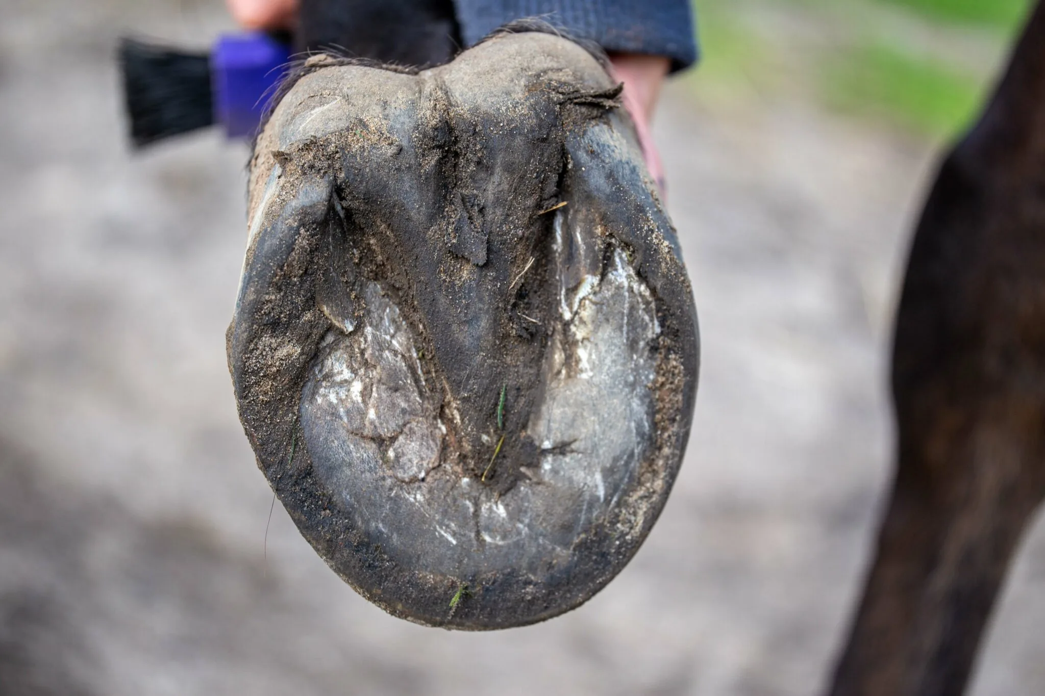 Horse Hoof Problems | Prevention & Care Tips