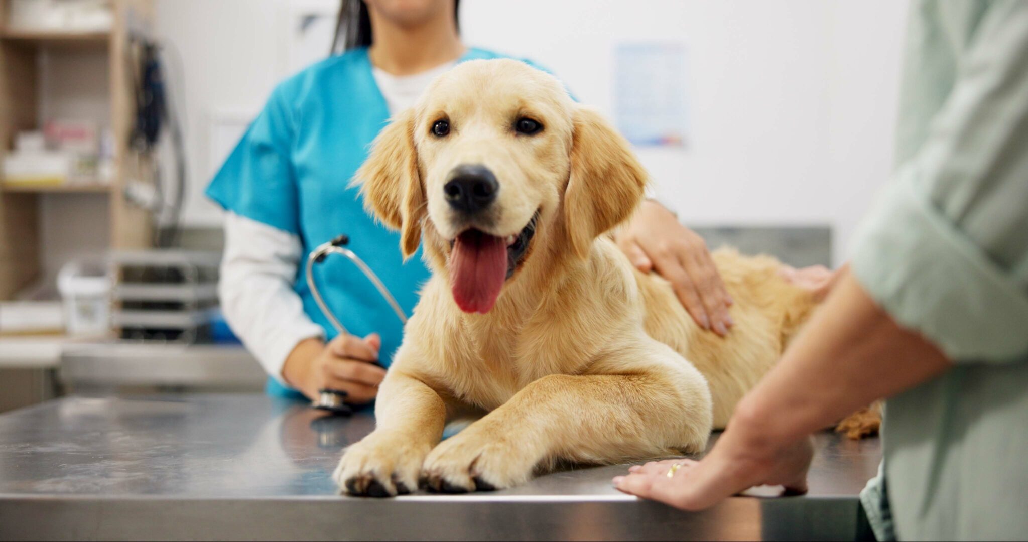 Pet Insurance Explained | Coverage, Benefits & Tips